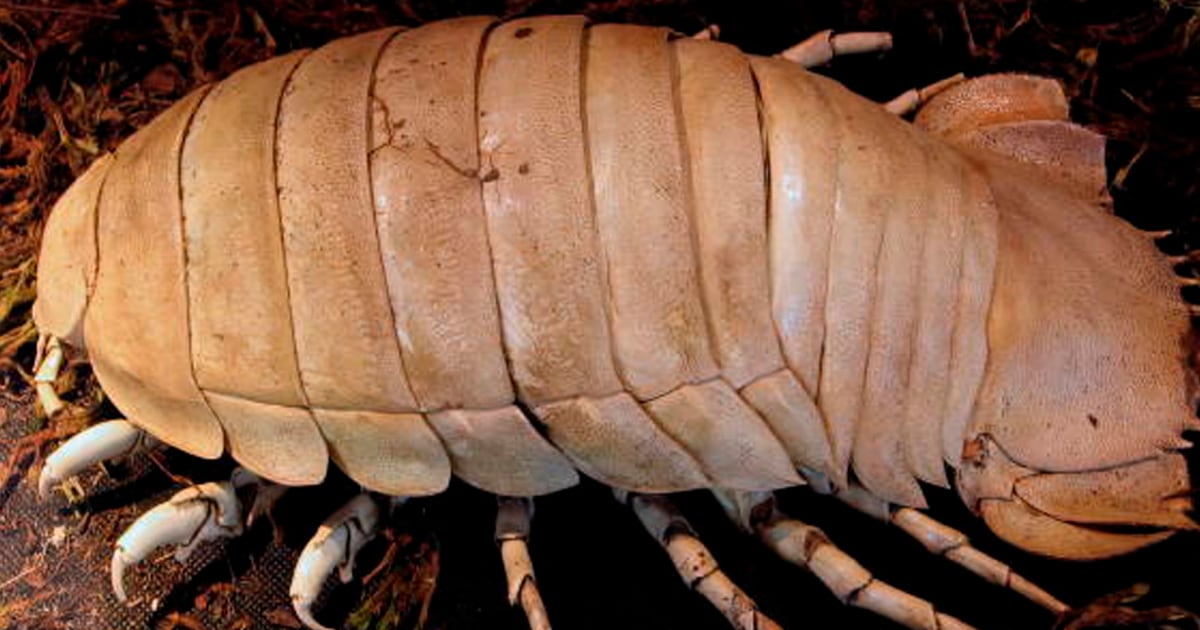 Crustáceo que parece cucaracha gigante es lo más pedido en restaurante ...