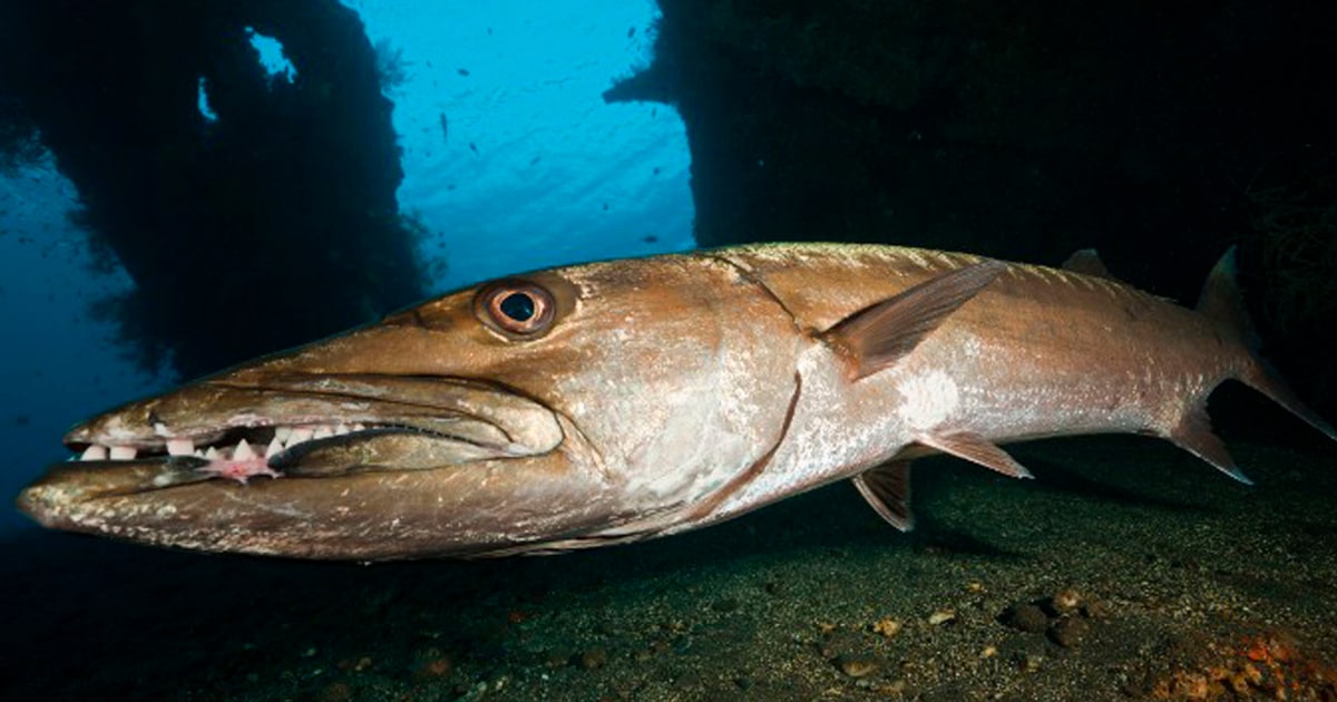 Aparecen peces con colmillos y aspecto muy extraño en playas de Oregón