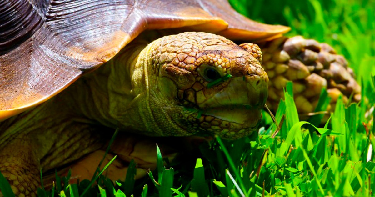 Chonkosaurus: La tortuga gigante y mordedora que se volvió viral