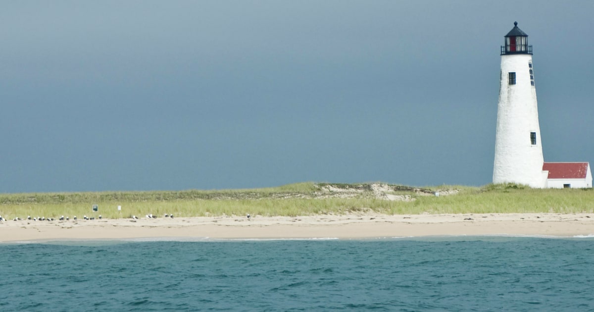 Great white sharks killing seals 'very close' to Nantucket prompts ...