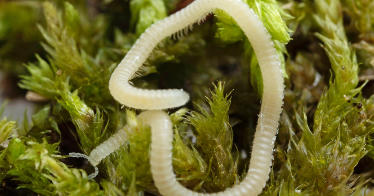 A new millipede species is crawling under LA. It’s blind and glassy and ...
