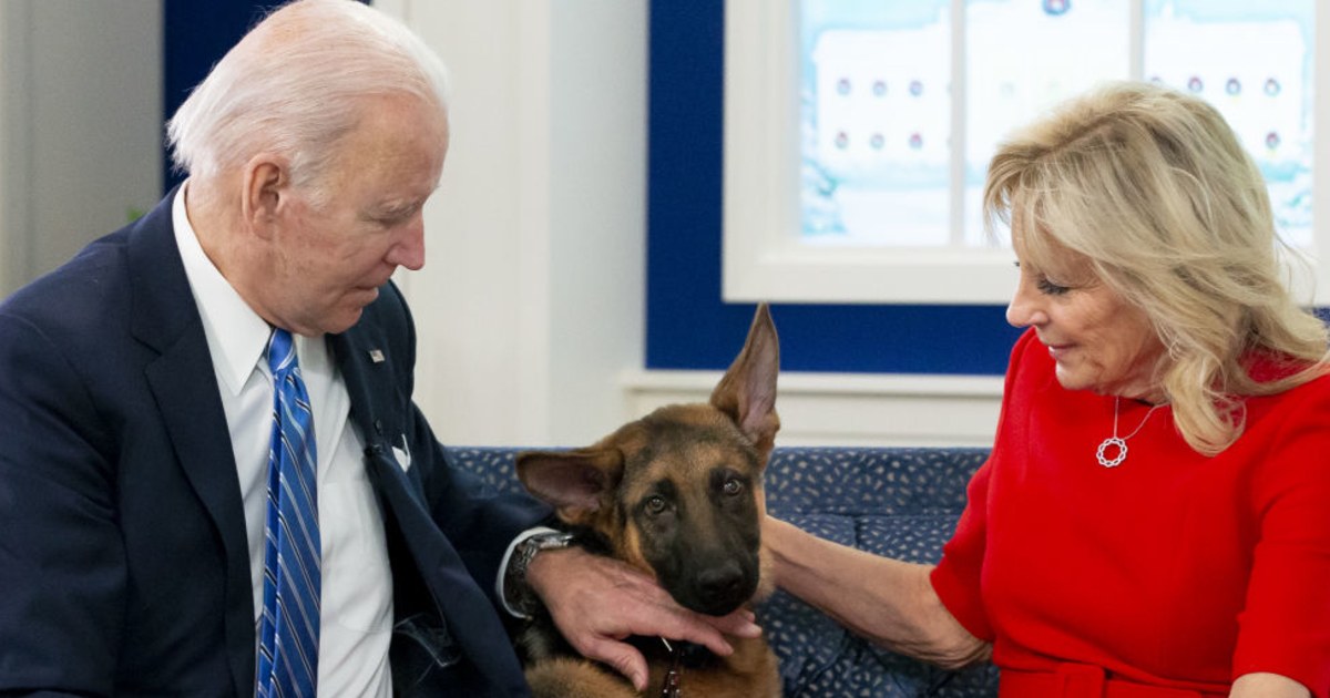 Perro de Biden mordió 10 veces a oficiales del Servicio Secreto en 4 meses Perro de Biden mordió 10 veces a oficiales del Servicio Secreto en 4 meses