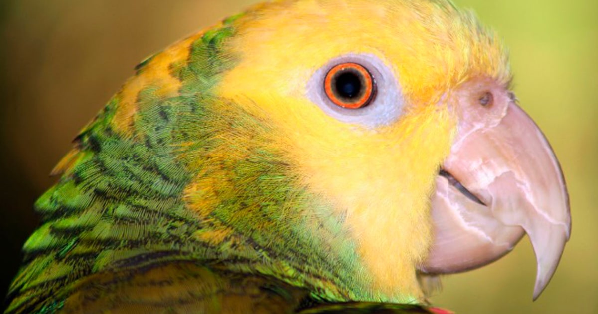 Detienen a un presunto ladrón de loros en Miami con 14 aves enjauladas