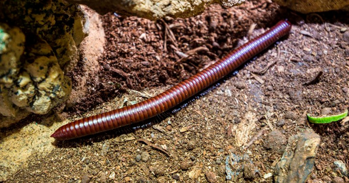 Descubren nueva especie de milpiés ciego y vidrioso que vive bajo Los ...