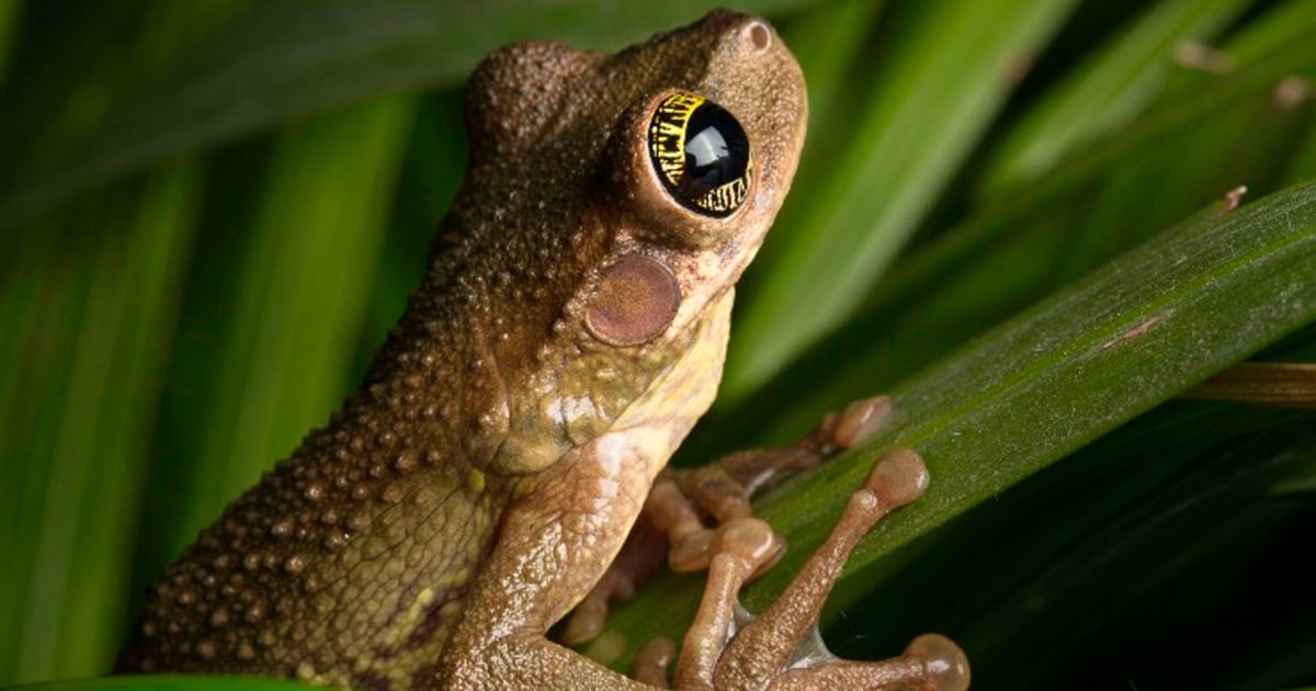 Descubren nueva especie de rana que habita en la selva alta de Perú