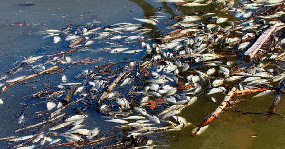 Aparecen peces muertos por microalga en popular playa de México