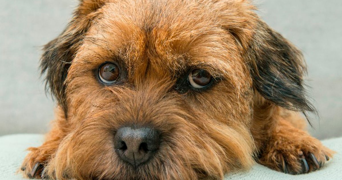 Lucky: la perrita que caminó más de 100 millas buscando a sus dueños