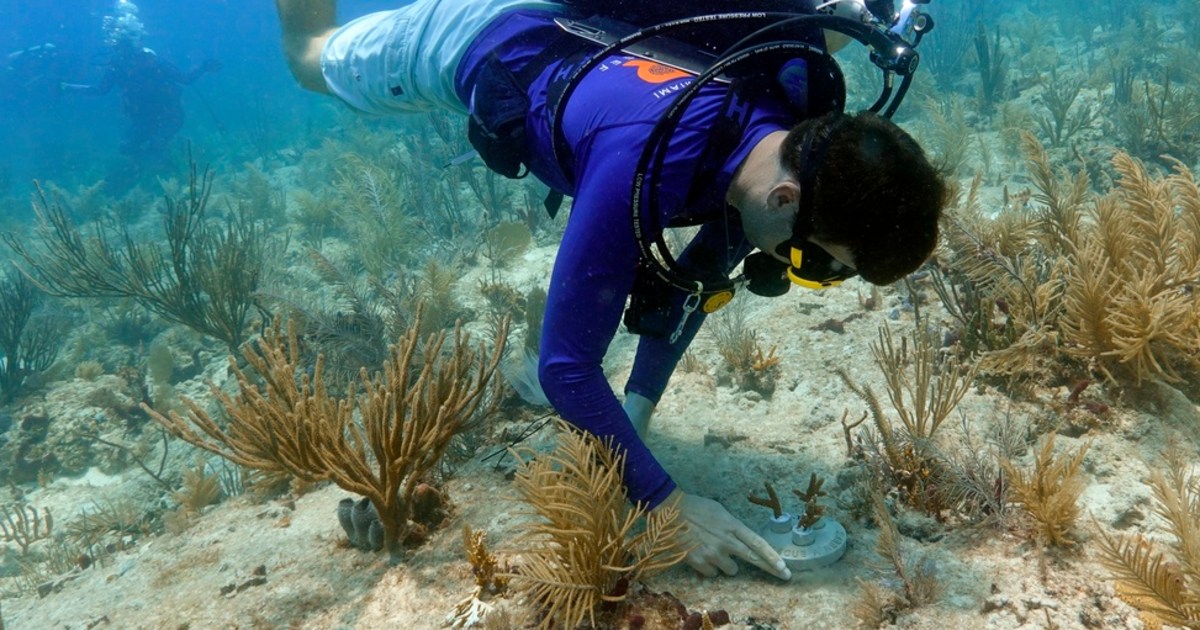 Las altas temperaturas amenazan los arrecifes de corales de los Cayos ...