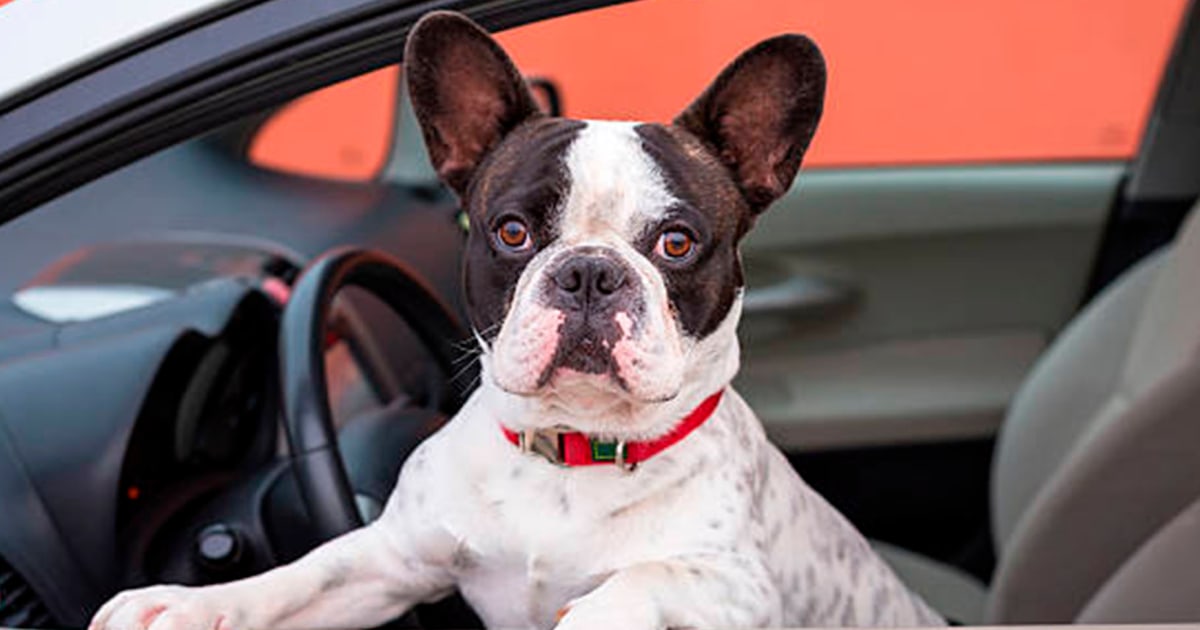 Punky: Perrito bulldog causa sensación al conducir auto para niños
