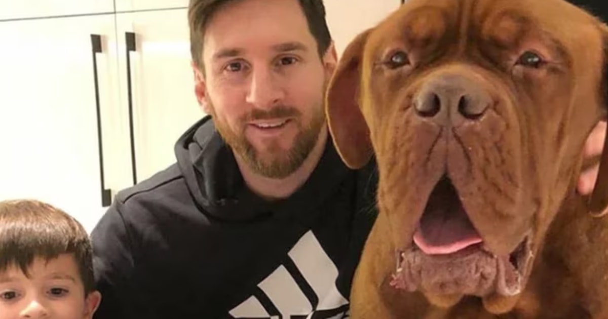 ¿Dónde está Hulk, el hermoso y gigantesco perro de Lionel Messi?
