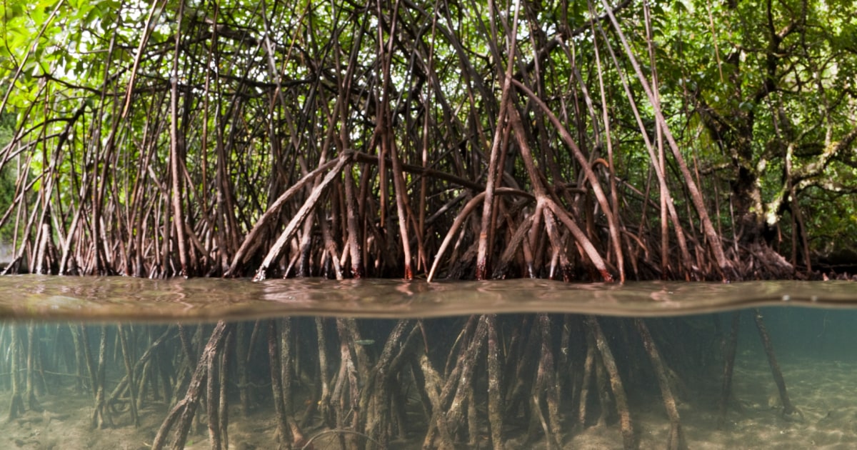 Los manglares son un antídoto contra los huracanes en Puerto Rico