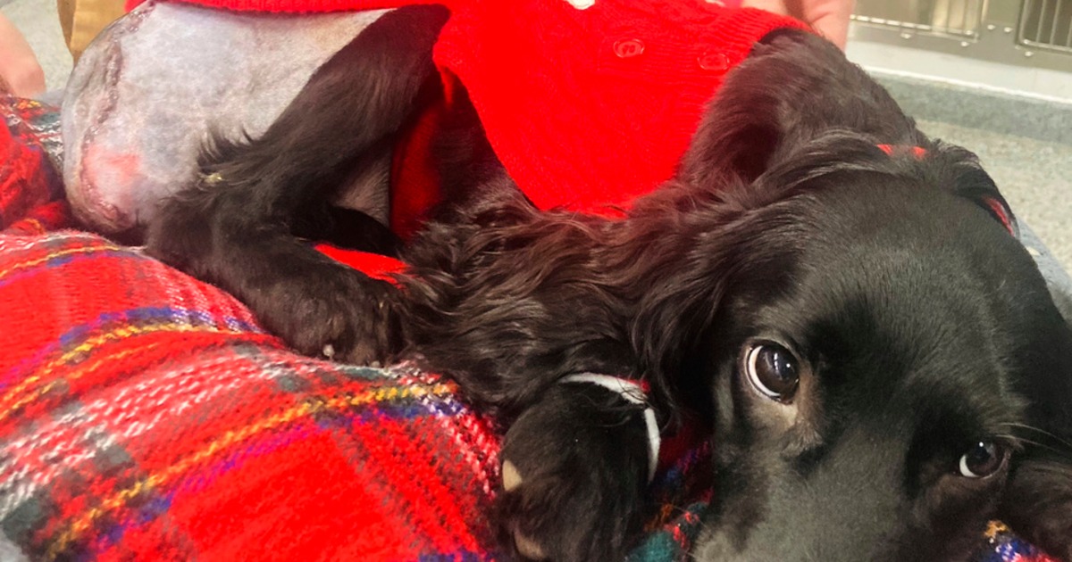 El Extraño Caso De La Perra Que Nació Con Seis Patas Y Fue Abandonada En Un Estacionamiento
