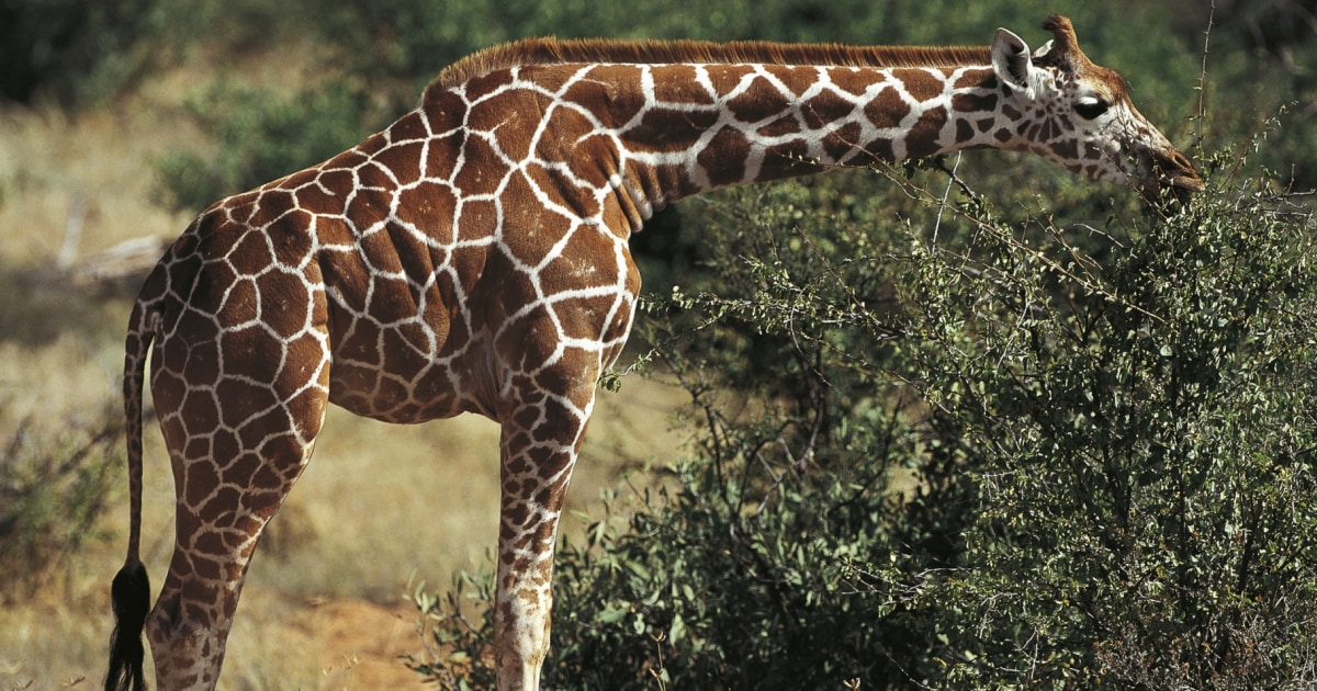 Jirafa Benito deja Ciudad Juárez para ser salvada en otra reserva