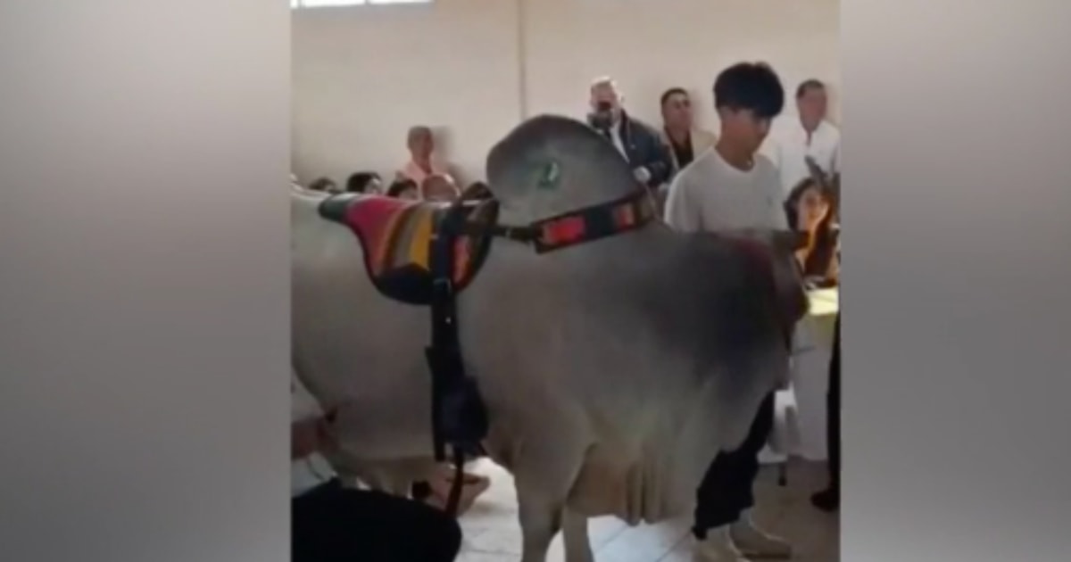 Alcalde de Colombia lleva toro cebú a su toma de posesión