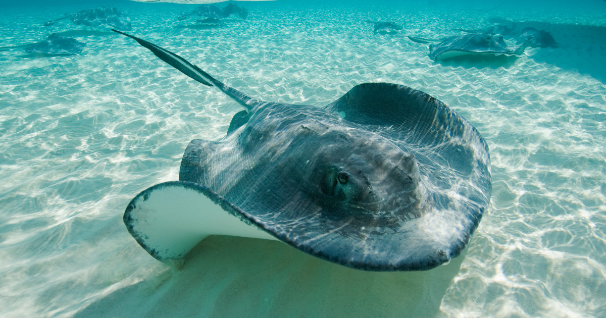 Mantarraya sin pareja quedó embarazada y sospechan de un tiburón