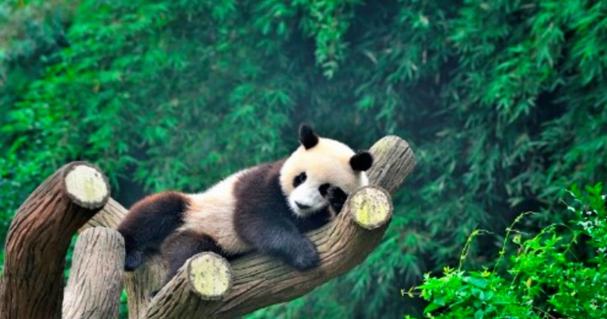 Volverán los osos panda de China a zoológico de EE.UU.