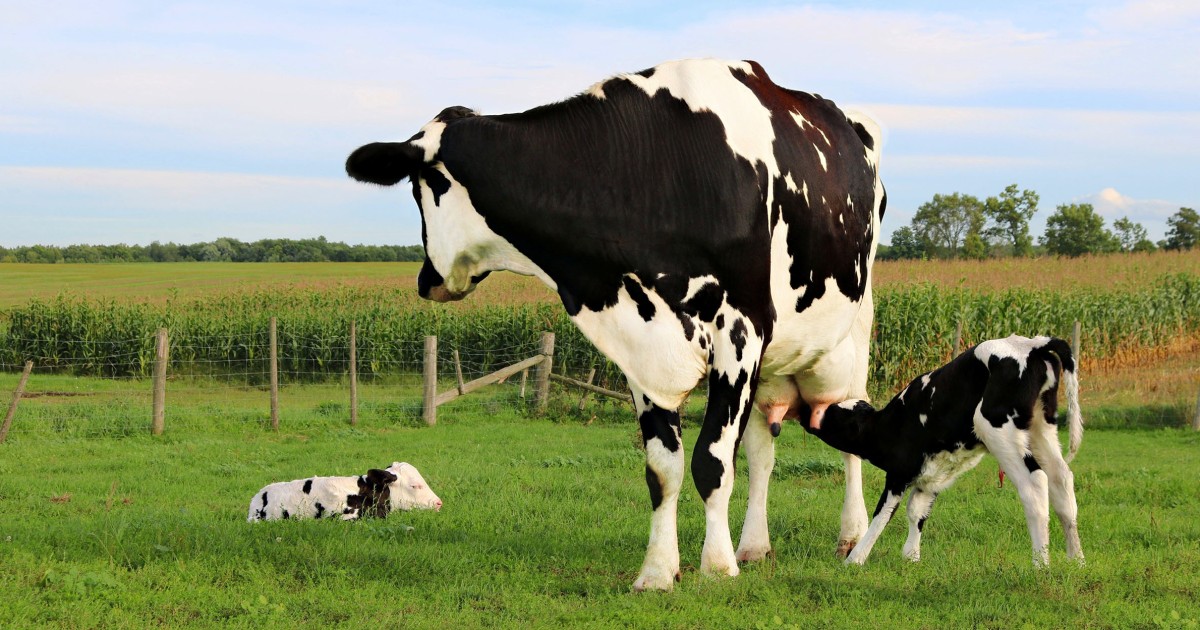 El calostro bovino es viral en redes por sus beneficios para la ...
