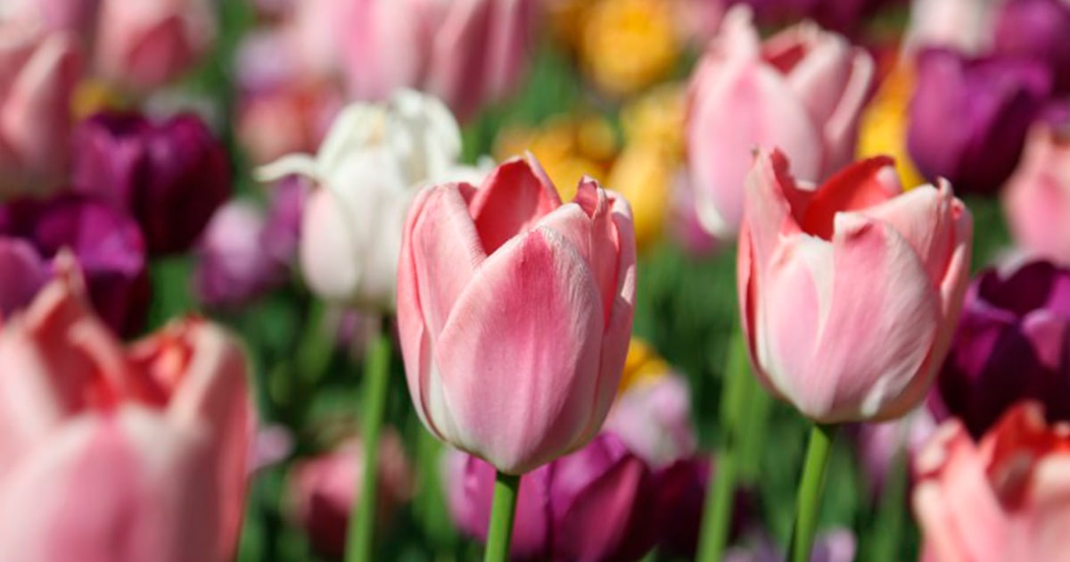 Robot con inteligencia artificial detecta tulipanes enfermos y frena plagas