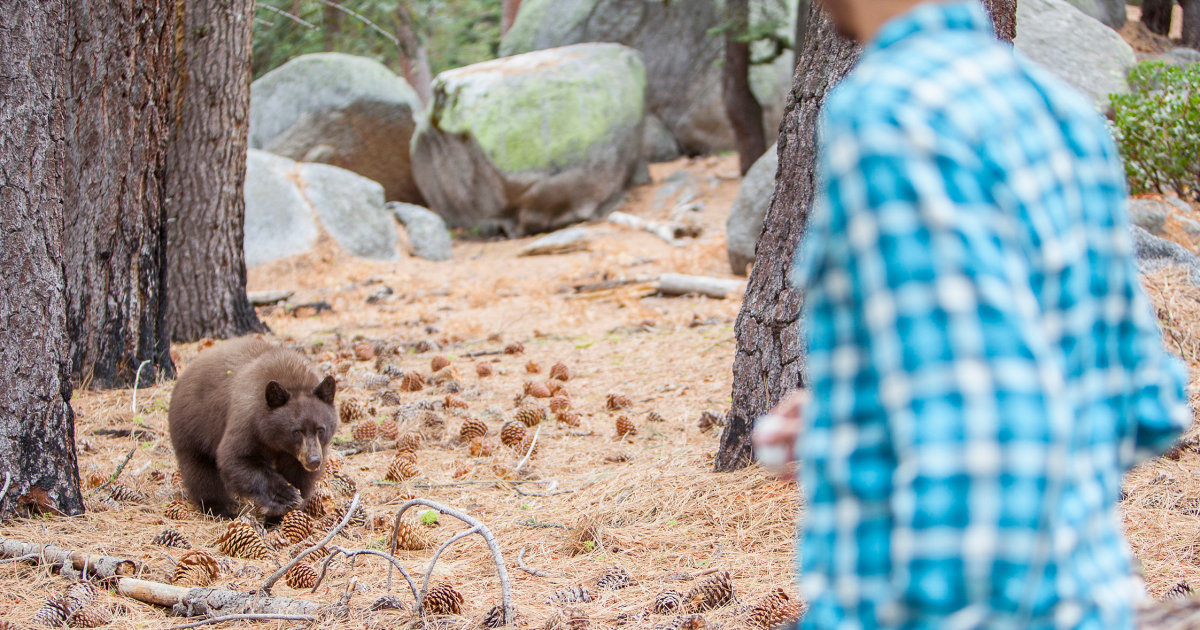 ¿Preferiría encontrarse a un hombre o a un oso? La pregunta viral en ...