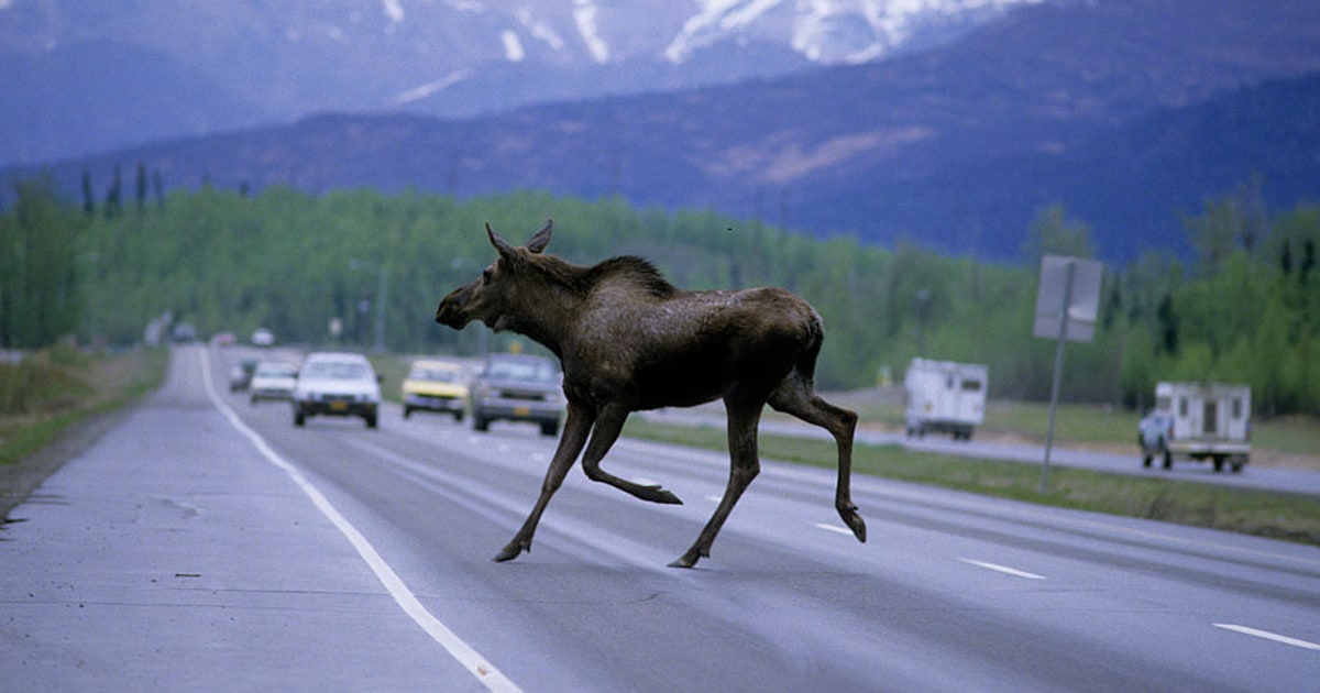 Un alce mata a un hombre en Alaska que intentaba fotografiar a sus ...