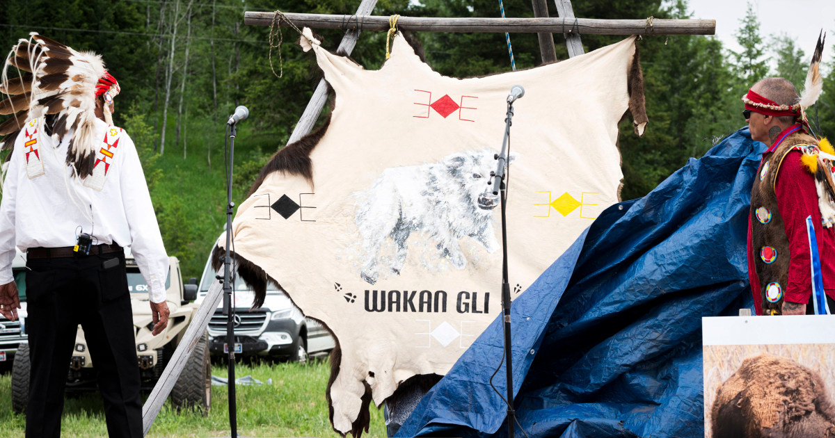 Rare white buffalo sacred to Native Americans not seen since June 4 ...