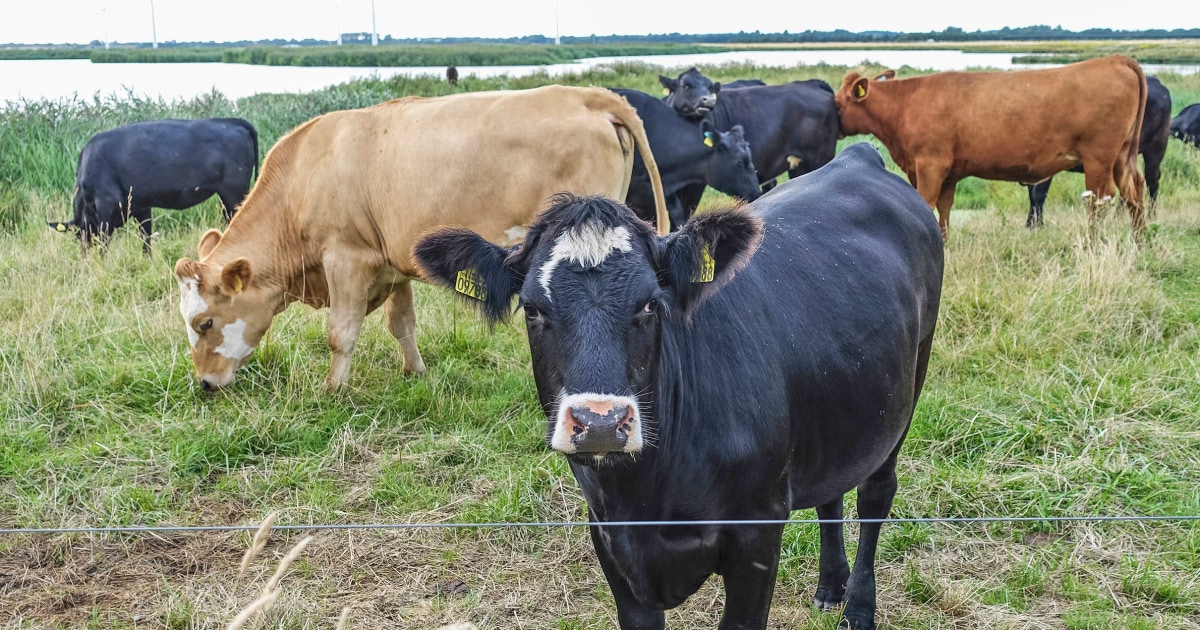 Gassy cows and pigs will face a carbon tax in Denmark, a world first