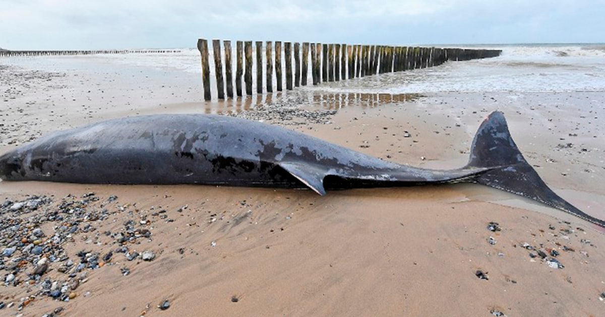 Ballena hallada muerta en Nueva Zelanda podría ser la más rara del mundo