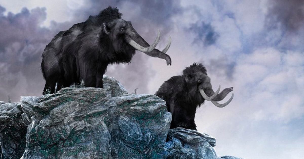 Cómo desaparecieron los mamuts lanudos: Expertos aseguran que hallaron ...