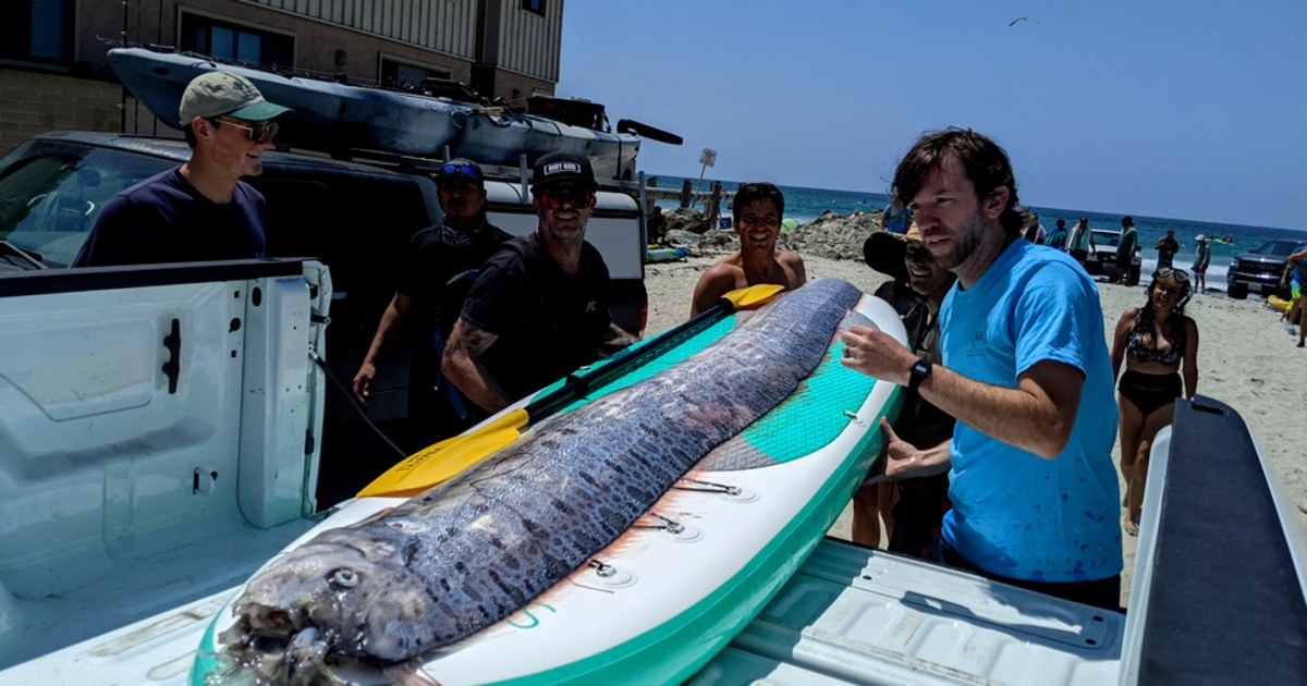Una de las criaturas marinas más raras del mundo emerge de las ...