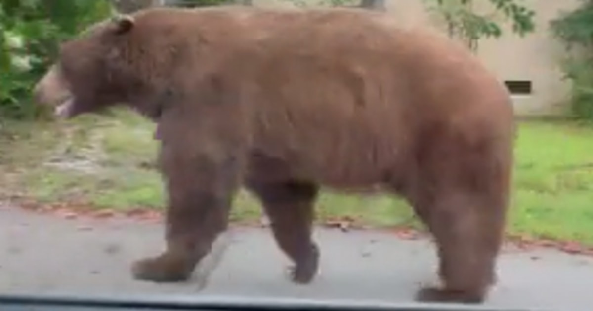 Bear makes himself at home under couple's Southern California house