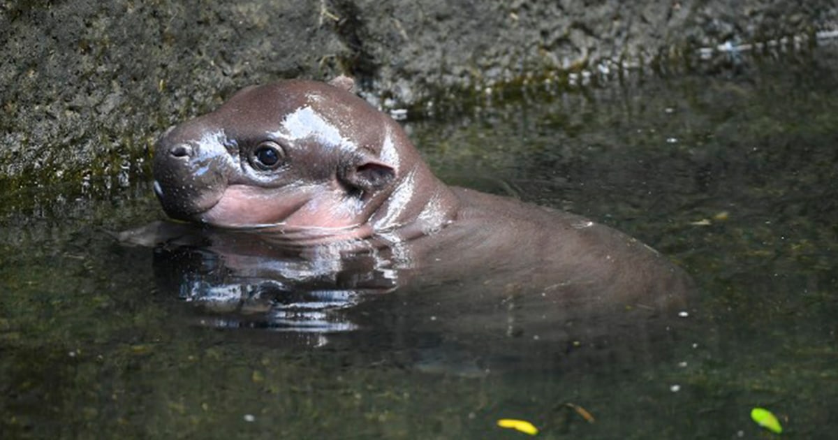 Hipopótamo pigmeo de Tailandia se hace viral en el mundo