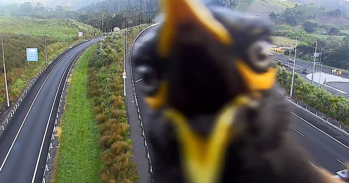 Angry myna bird photobombs highway traffic camera
