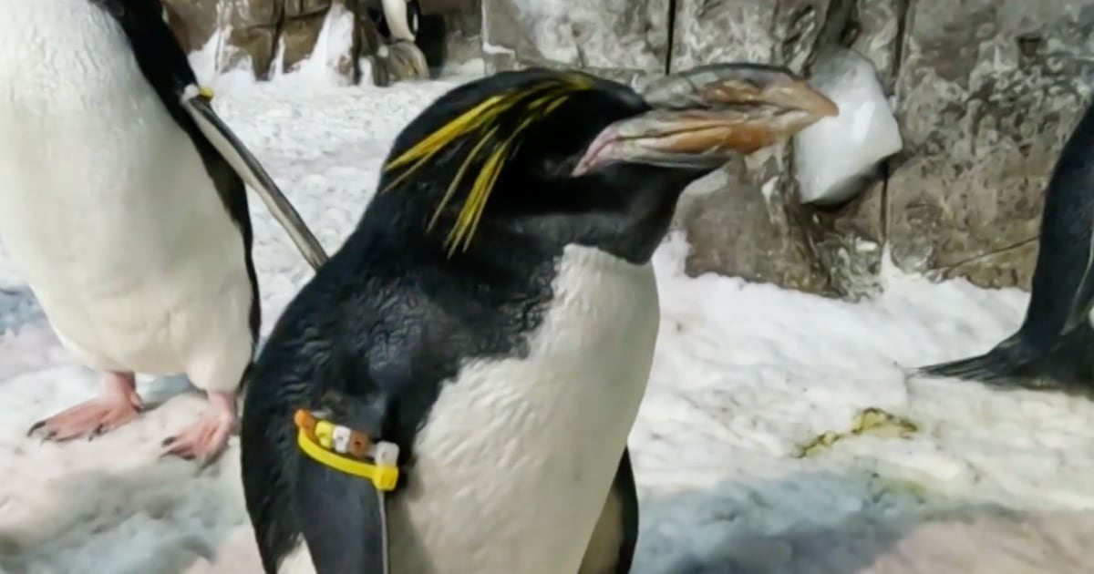 SeaWorld penguin celebrates 40th birthday