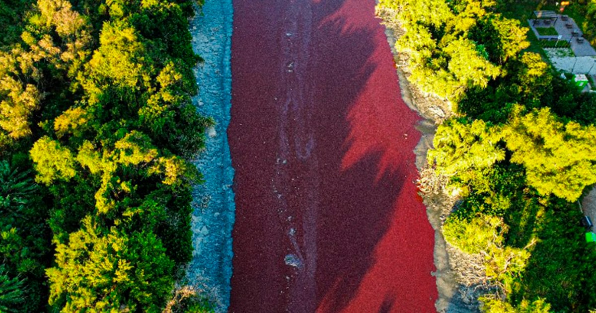 Llaman "río de sangre" a un arroyo que apareció teñido de rojo en Argentina