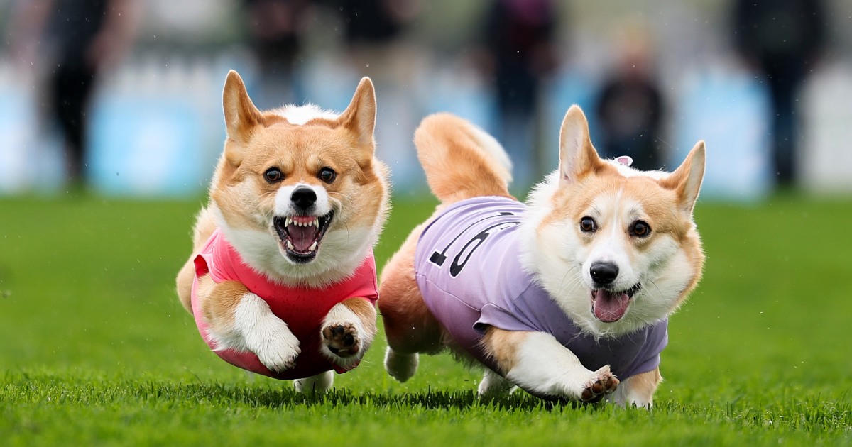 Queen Elizabeth II's favorite dogs race for glory in Britain's Corgi Derby