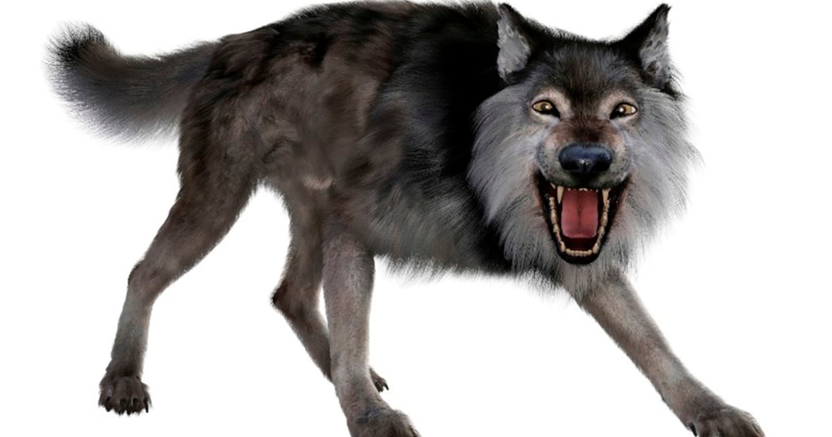 Reviven al extinto ‘lobo huargo’ que inspiró a los lobos de ‘Game of ...