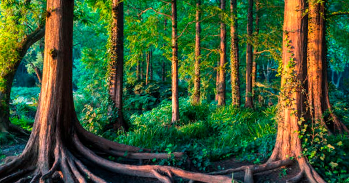 La Ciudad de México se está hundiendo entre 4 y 12 pulgadas cada año