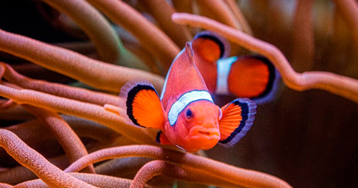 Pez ‘Nemo’ aplica insólita estrategia para sobrevivir a las olas de calor