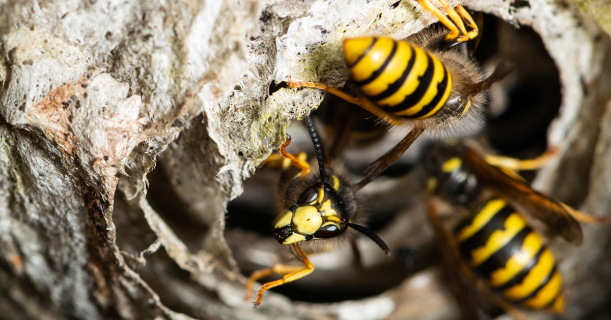 Radioactive wasp nest found at site where U.S. once made nuclear bombs