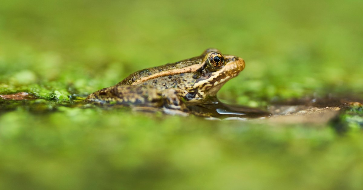 The call of a native frog is heard again in Southern California thanks ...