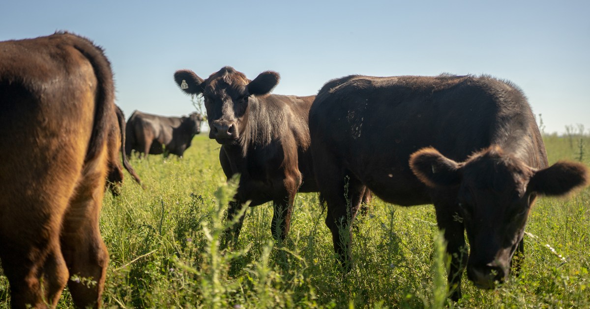 Republicans have a rare beef with Trump over suggestion he'll import ...