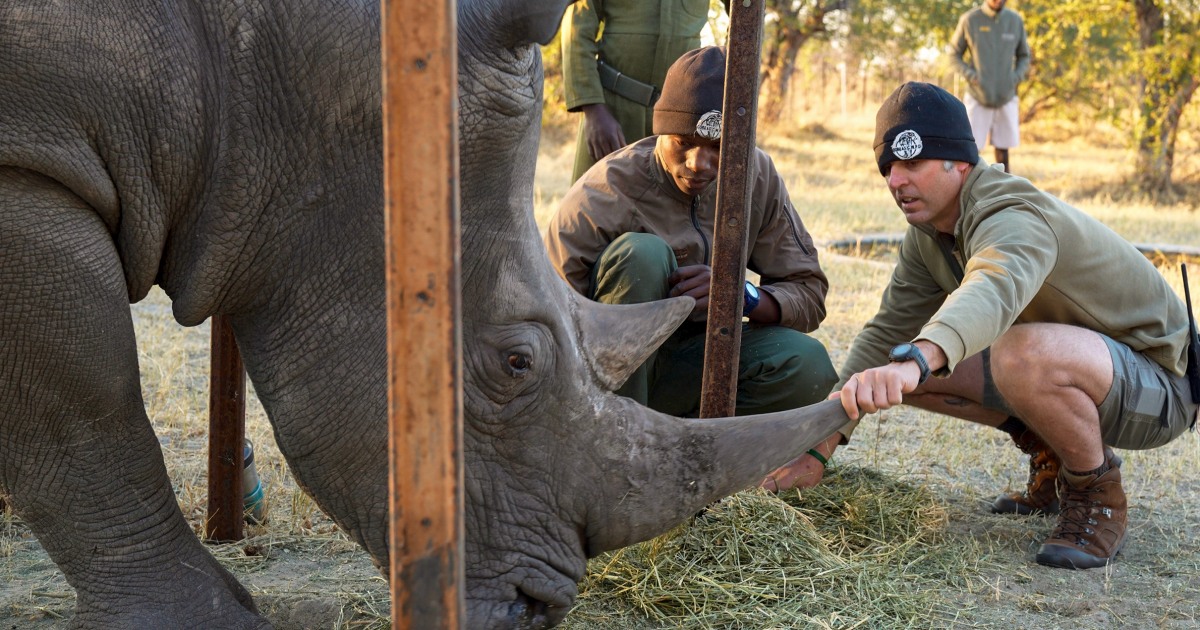 'Ridiculous' plan developed at Florida zoo saves wild rhino's eyesight ...