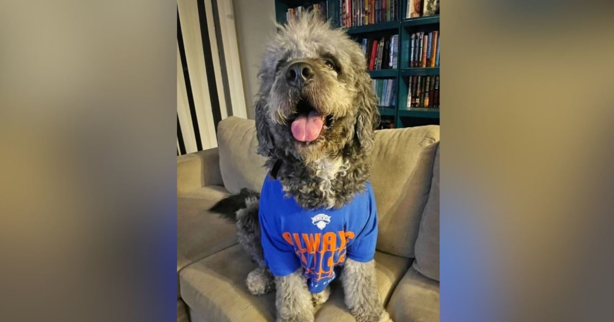 Policía de Los Ángeles mata a perro que llevaba una camiseta de los ...