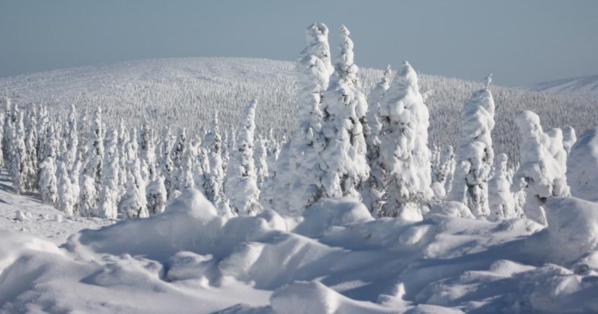 Travel photo of the day: Alaska's snow-covered spruce