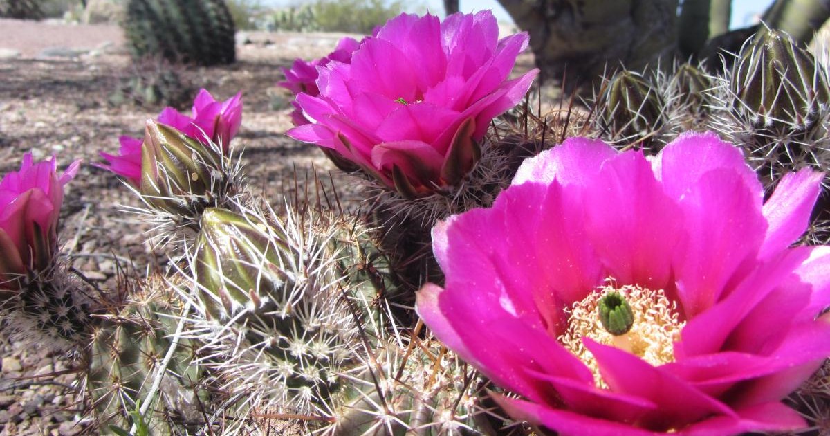Travel photo of the day: Desert flower blooms