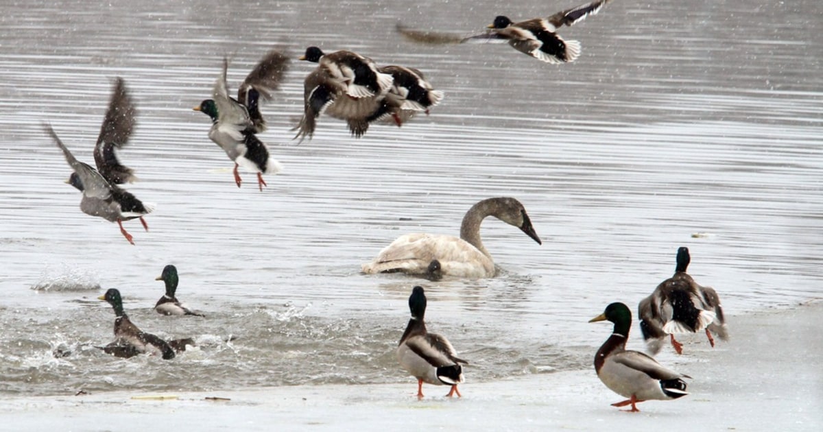 Anchorage breaks 57-year-old record for snow in one season