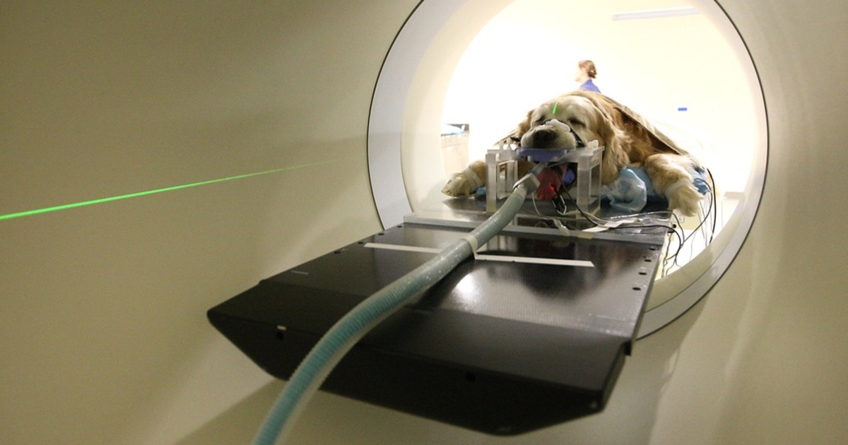 Tomo Therapy gives dogs, owners hope