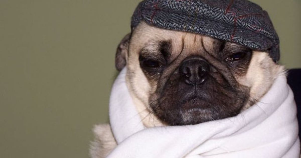Pre-caffeine tech: Cybersecurity, existential pug!