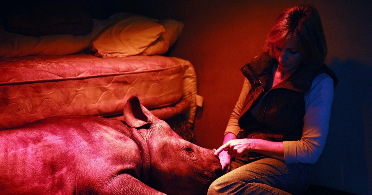 Orphaned rhino calf nursed back to health