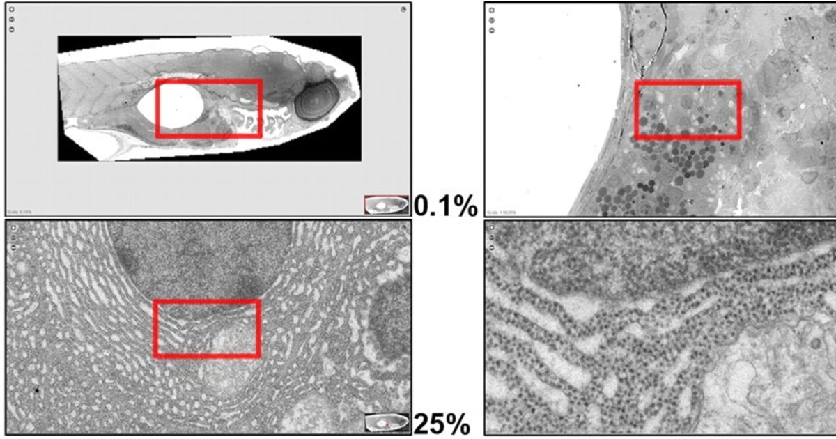 281-gigapixel image shows entire creature down to cellular level